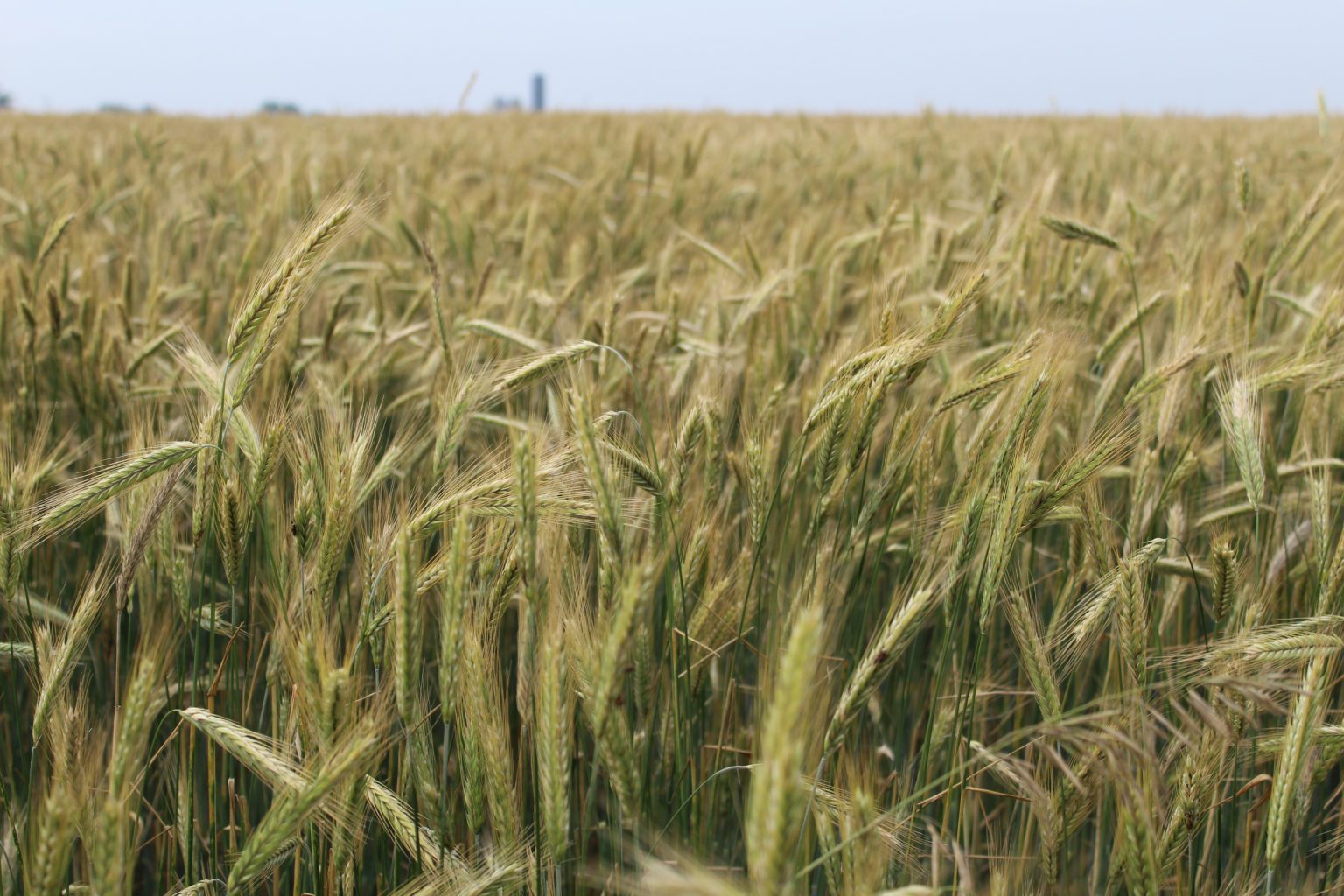 Hybrid Rye Varieties Shine in 2019 Iowa Trials - Albert Lea Seed