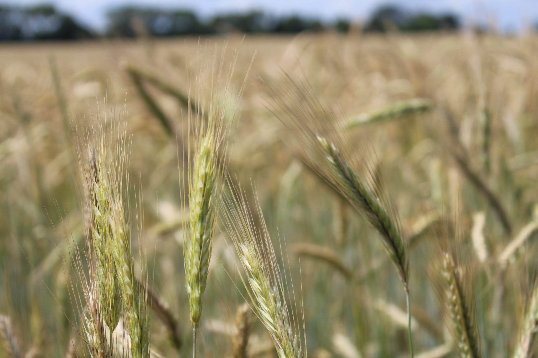 Hybrid Rye Varieties Shine in 2019 Iowa Trials - Albert Lea Seed