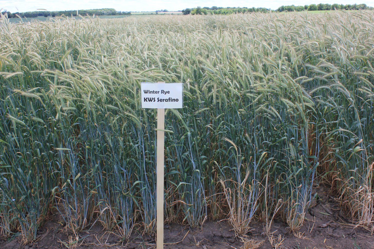 KWS Serafino Hybrid Winter Rye