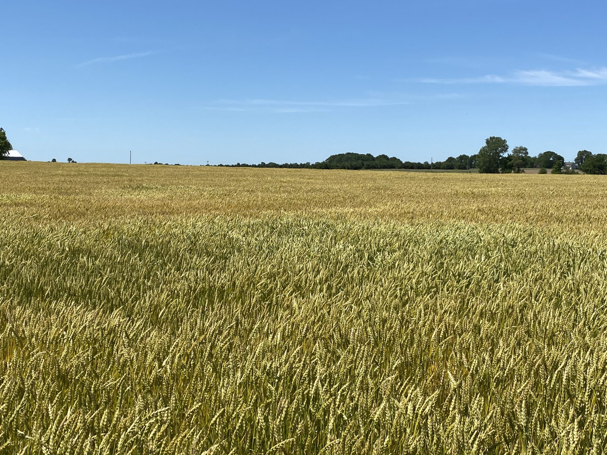 Soft Red Winter Wheat - Organic Erisman | Albert Lea Seed