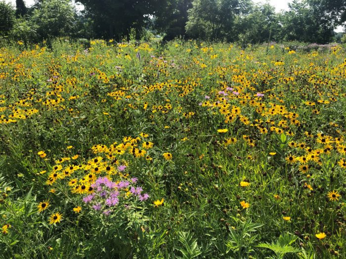 Native Shortgrass Prairie Pollinator Mixture - Albert Lea Seed