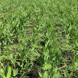 Austrian Winter Peas for sale | Cover Crop Seeds | Albert Lea Seed