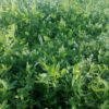 Frosty Berseem Clover for Sale | Cover Crop Seed