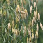 Organic Cover Crop Oats | Albert Lea Seed