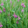Sainfoin Seed for Sale - 50 lb. Bag | Albert Lea Seed