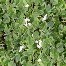 Subterranean Clover Seeds and Clover Varieties for Sale