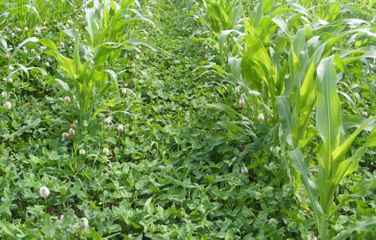 Interseeding Cover Crops in Corn | Albert Lea Seed