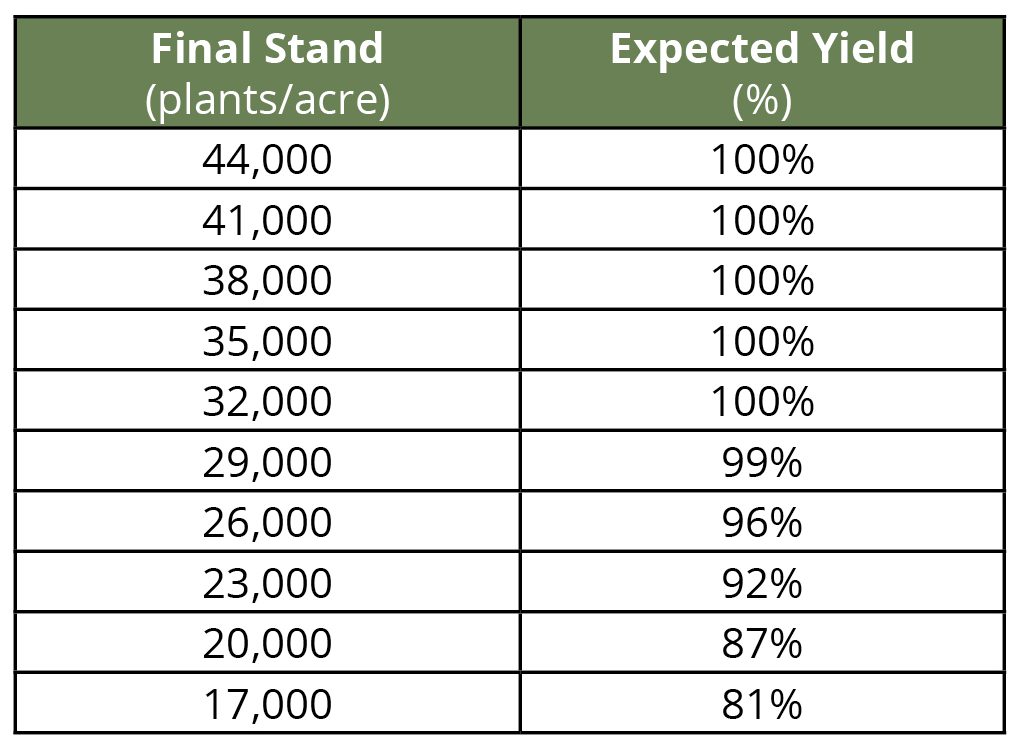 Replant Considerations for Organic Corn Plant - A Guide