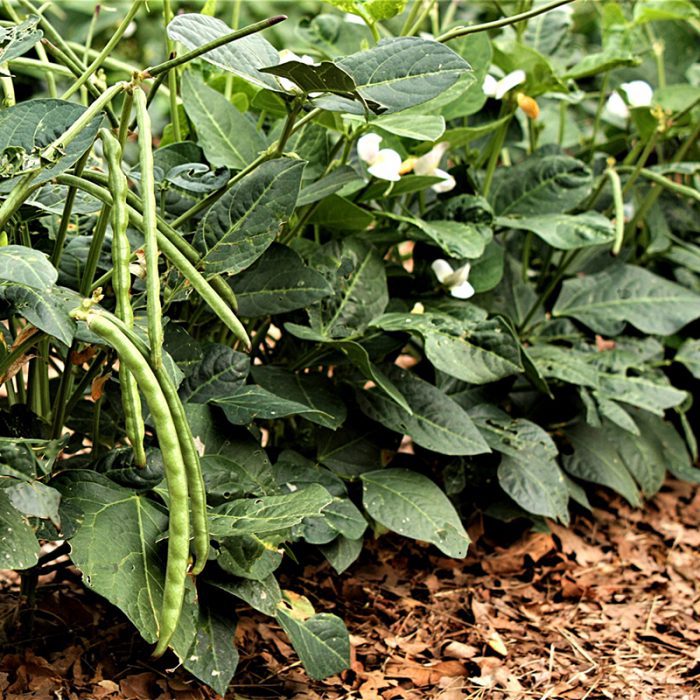 Organic Black Eyed Cowpeas for sale at Albert Lea Seed