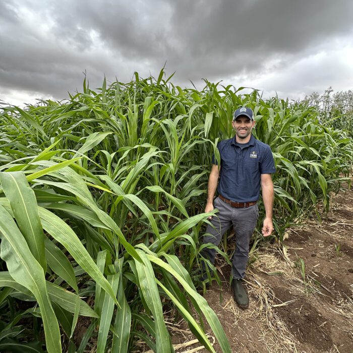 Organic Blue River 225 Brand BMR Sorghum-Sudangrass ׀ Albert Lea Seed