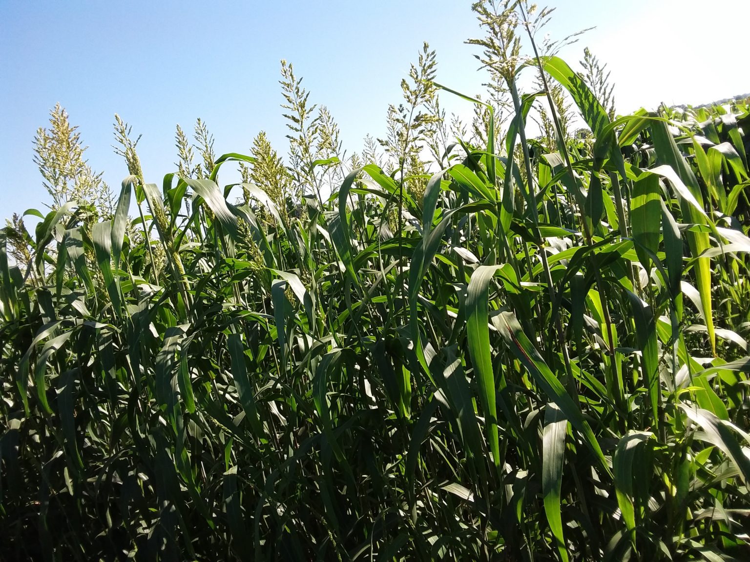 Viking 510 BMR Sudangrass (Untreated) | Albert Lea Seed