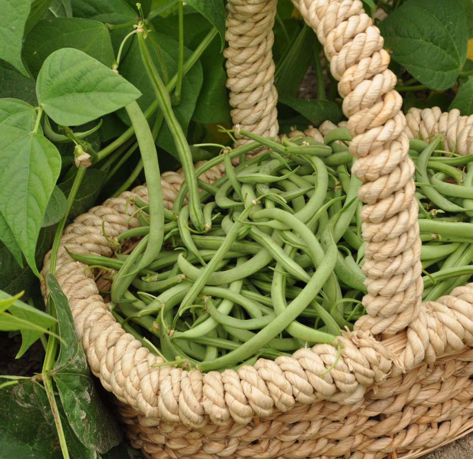 Organic Contender Bean - Albert Lea Seed