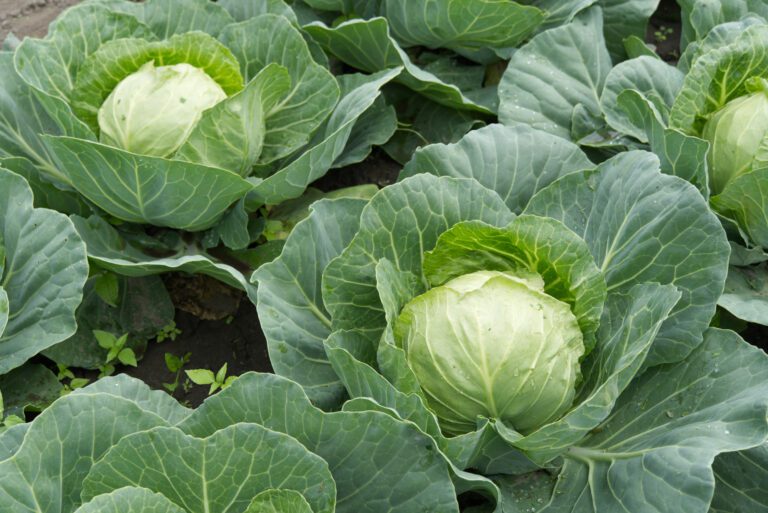 Late Flat Dutch Cabbage - Albert Lea Seed