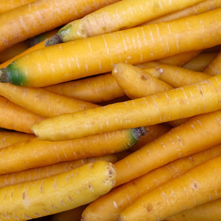 Solar Yellow Carrot - Albert Lea Seed