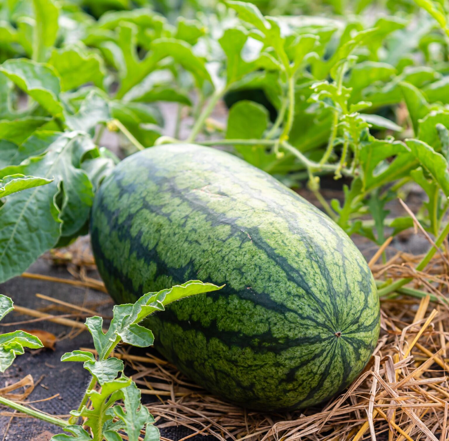 Organic Allsweet Watermelon | Buy Watermelon Seeds Online