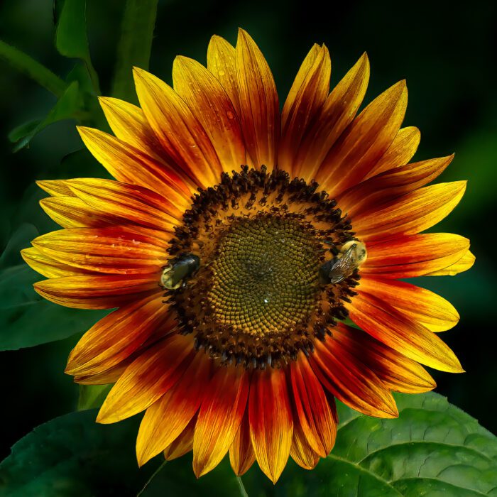 Autumn Beauty Sunflower - Albert Lea Seed