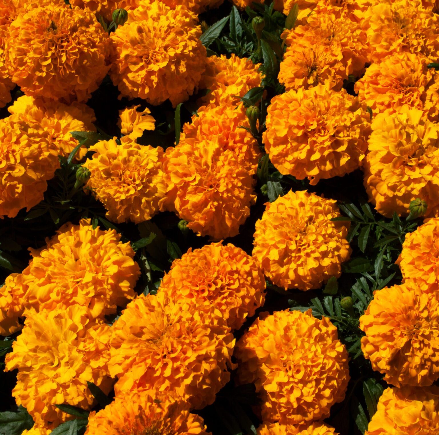 Marigold - Cracker Jack Mix - Albert Lea Seed
