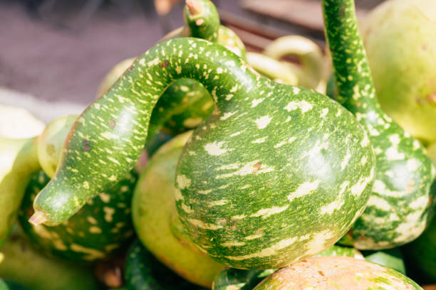Dipper Gourd - Albert Lea Seed