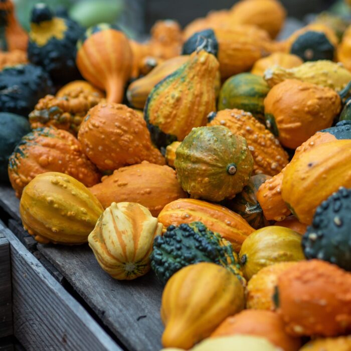 Small Ornamental Gourd Mixture - Albert Lea Seed