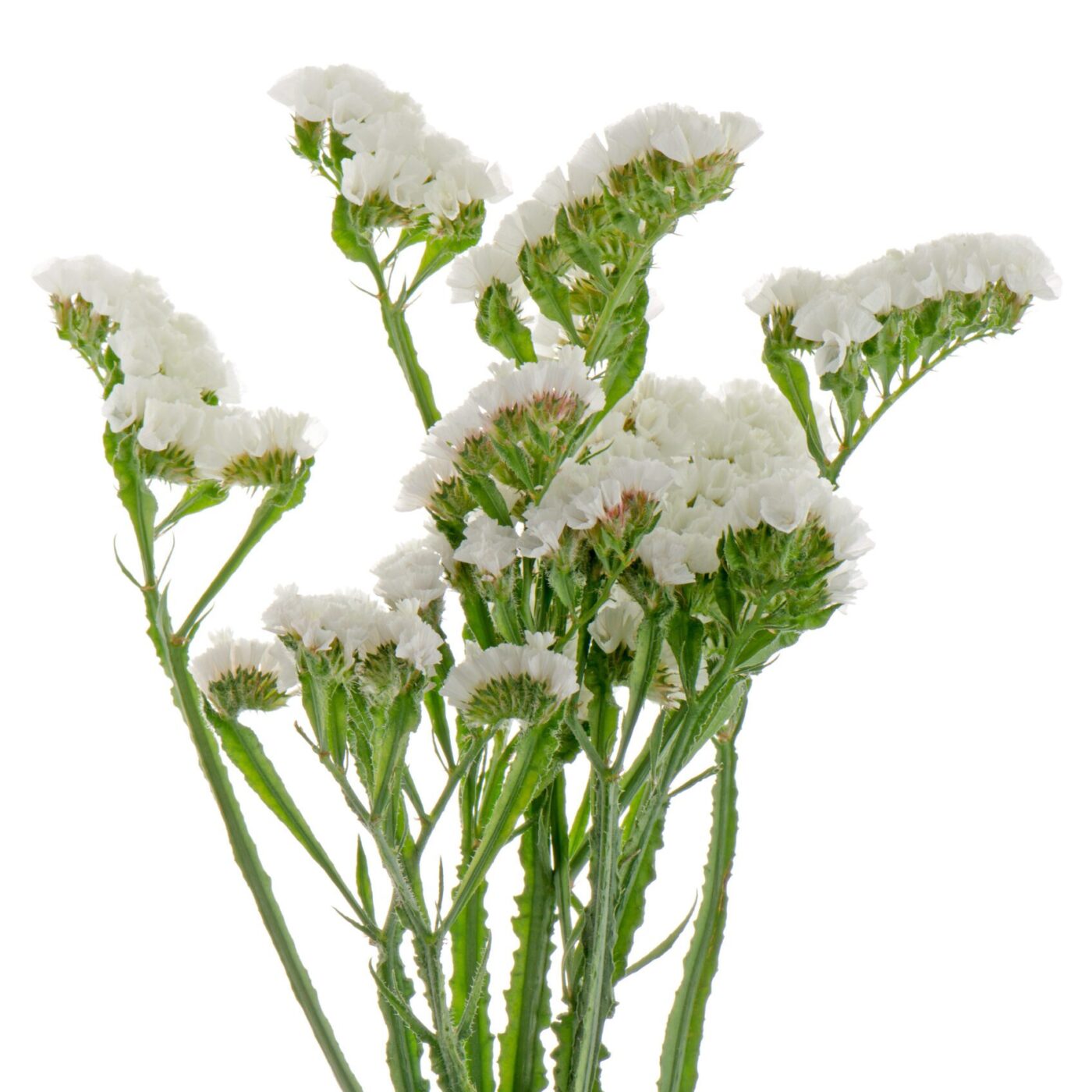 Seeker White Statice - Albert Lea Seed