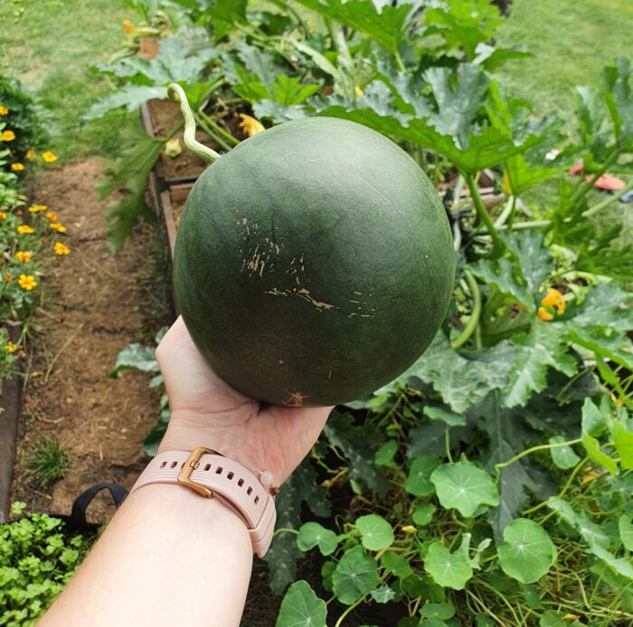 Sugar Baby Watermelon - Albert Lea Seed