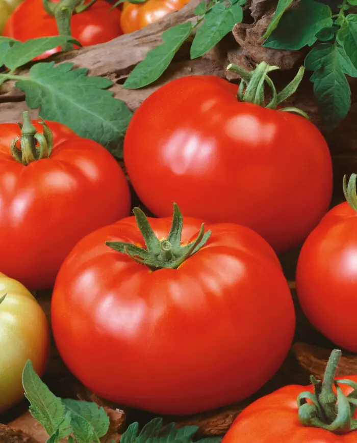 Brandywine Red Tomato - Albert Lea Seed