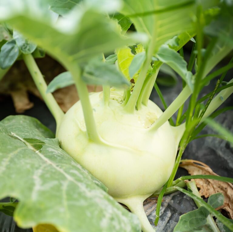 Early White Vienna Kohlrabi - Albert Lea Seed