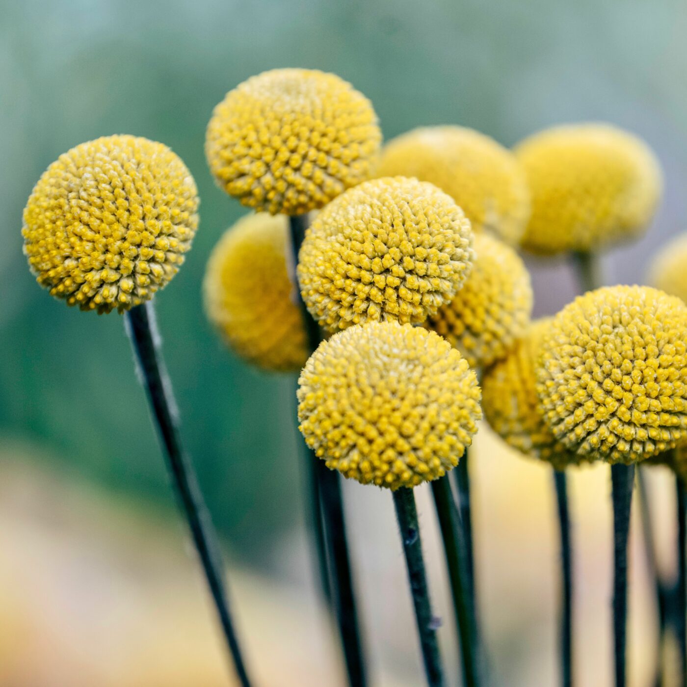 Sun Ball Craspedia - Albert Lea Seed