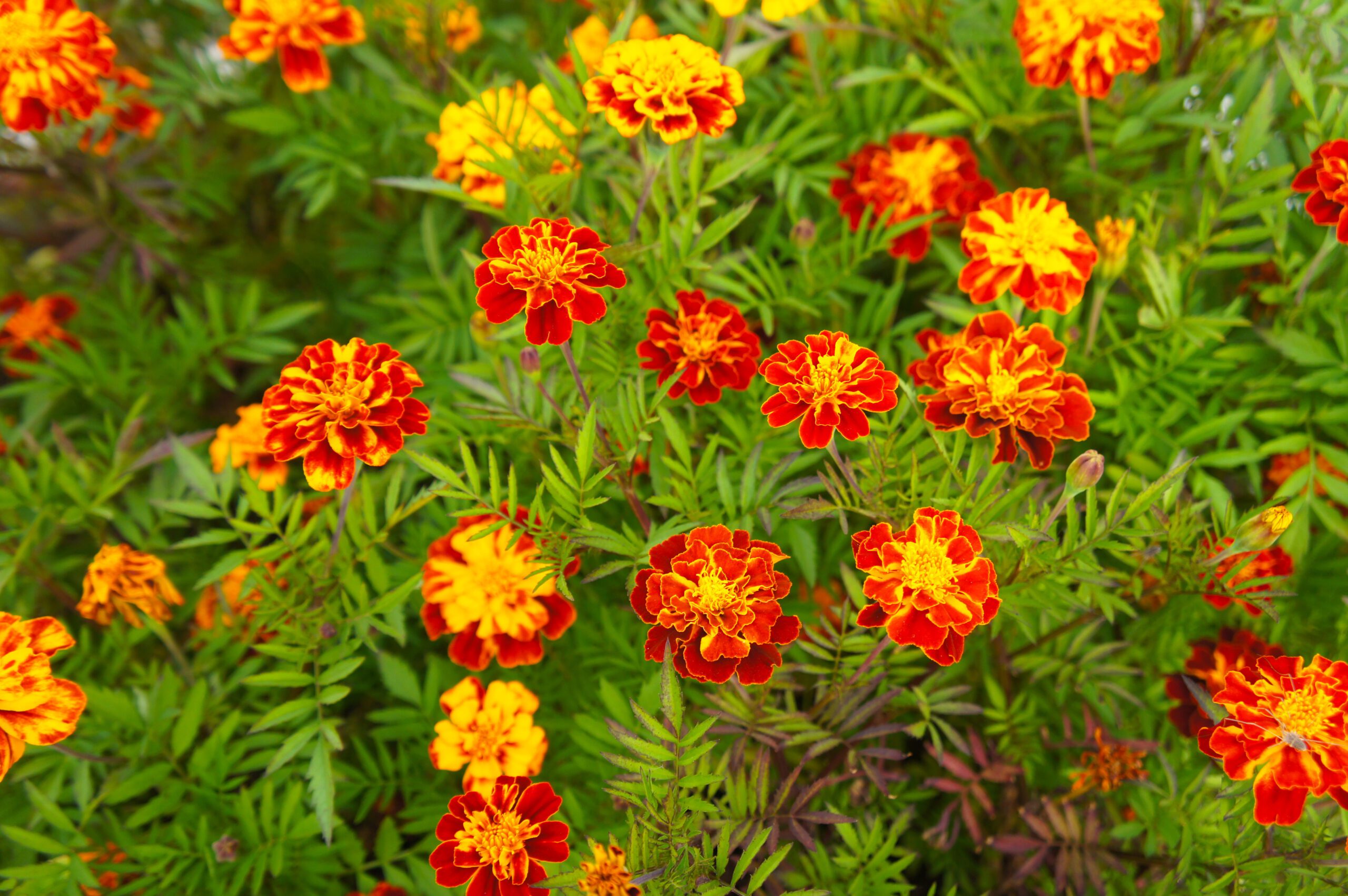 Marigold - French Double Dwarf Mix - Albert Lea Seed