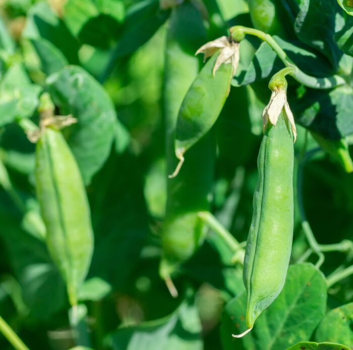 Sugar Sprint Snap Pea - Albert Lea Seed
