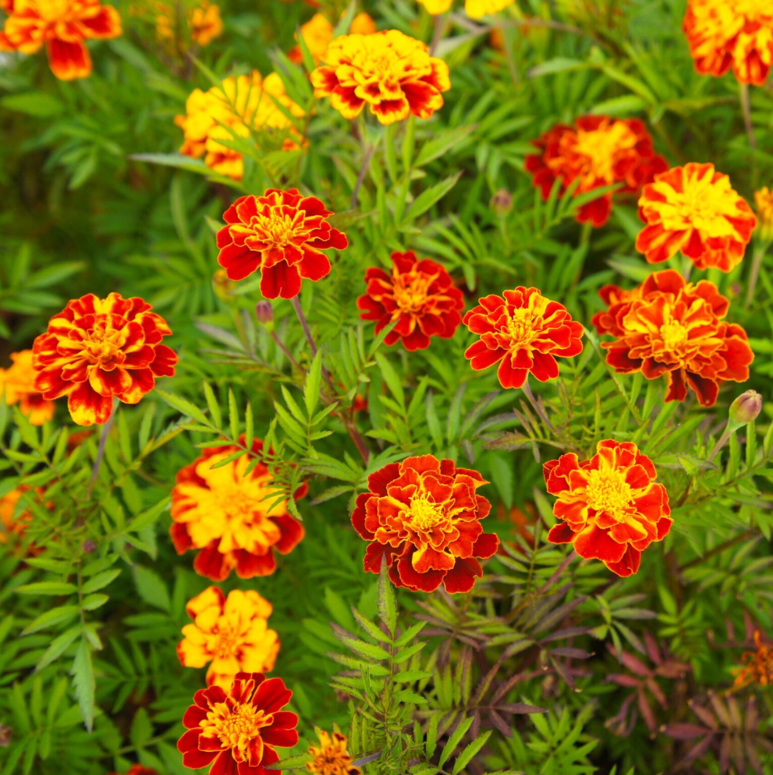 Marigold - Sparky - Albert Lea Seed