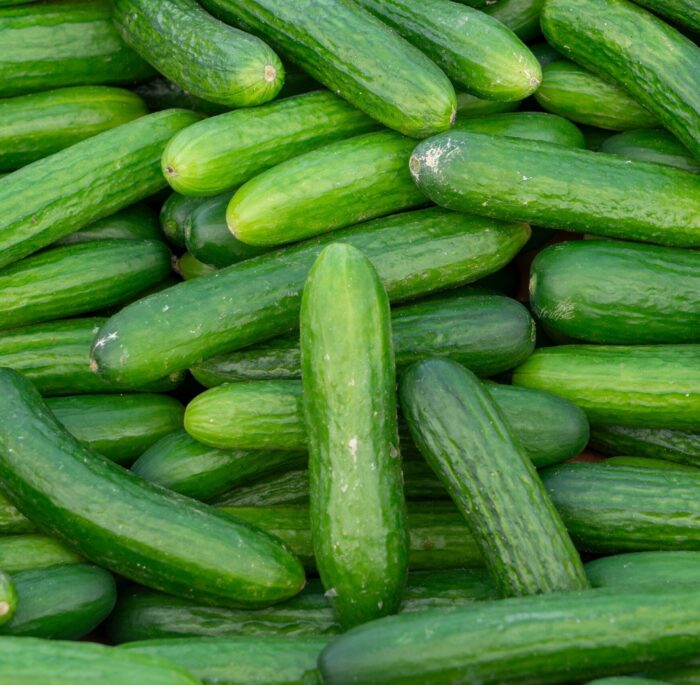 Straight Eight Cucumber - Albert Lea Seed
