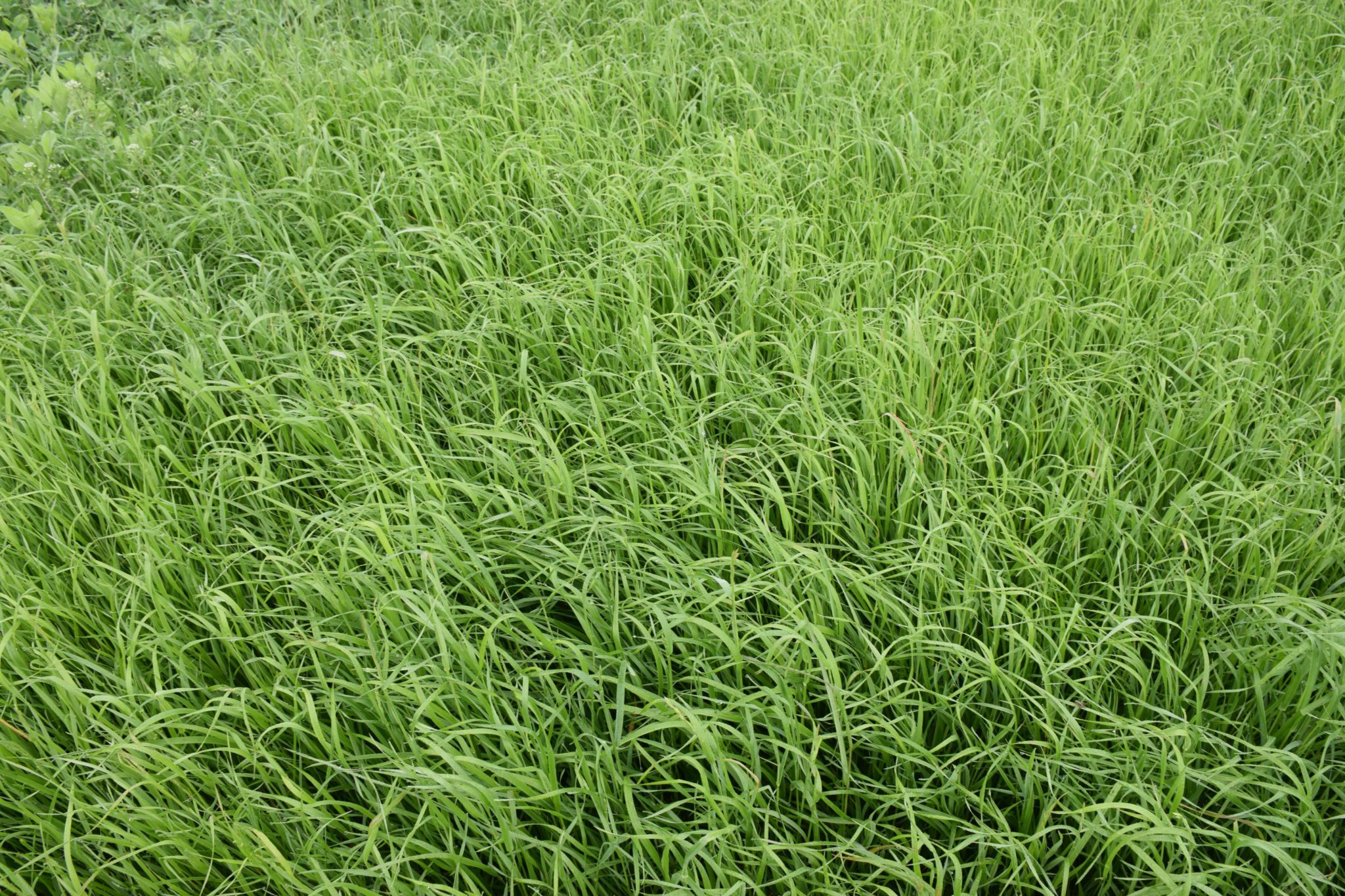Annual Ryegrass Seed for Sale | Albert Lea Seed