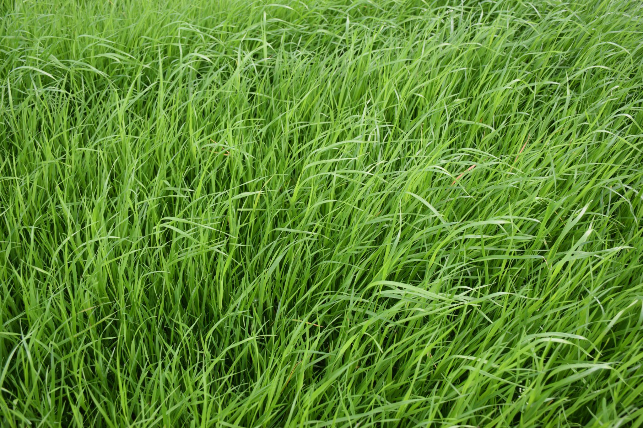 Annual Ryegrass Seeds for Sale | Albert Lea Seed