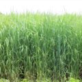 RC Big Rock Switchgrass (Pure Live Seed) | Albert Lea Seed
