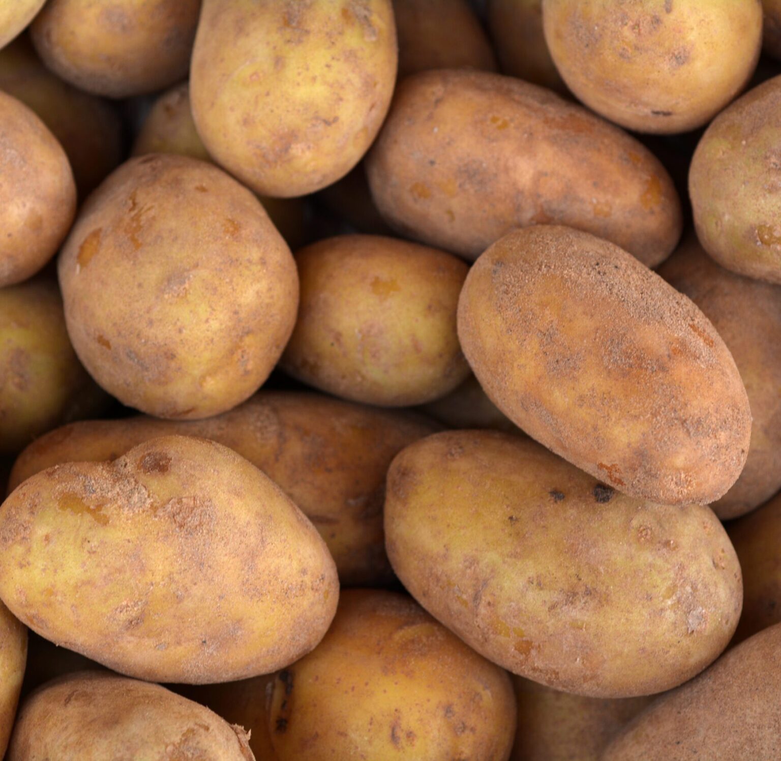 Organic Kennebec Potato - Albert Lea Seed