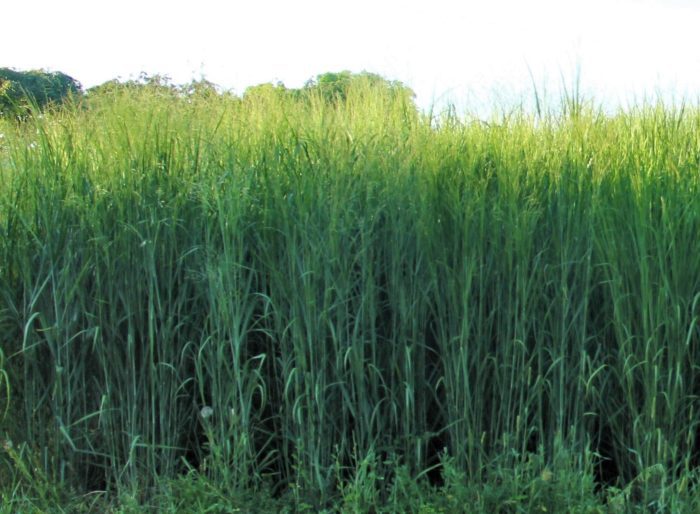 RC Big Rock Switchgrass | Albert Lea Seed