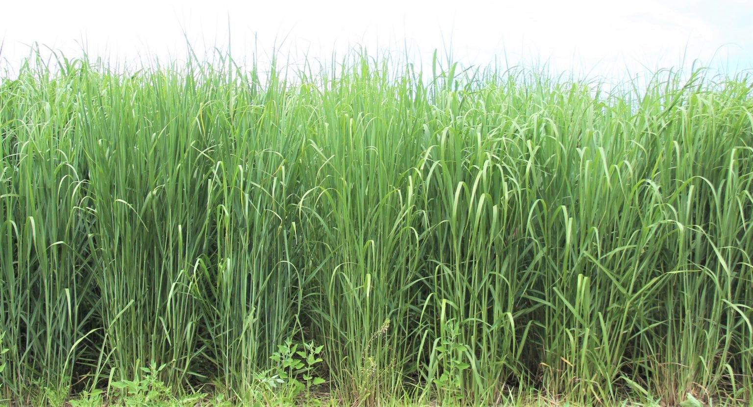 RC Big Rock Switchgrass | Albert Lea Seed