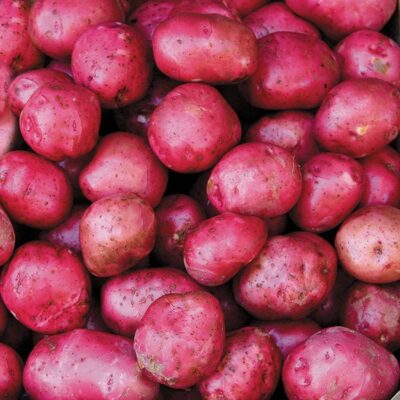 Organic Dark Red Norland Potato - Albert Lea Seed