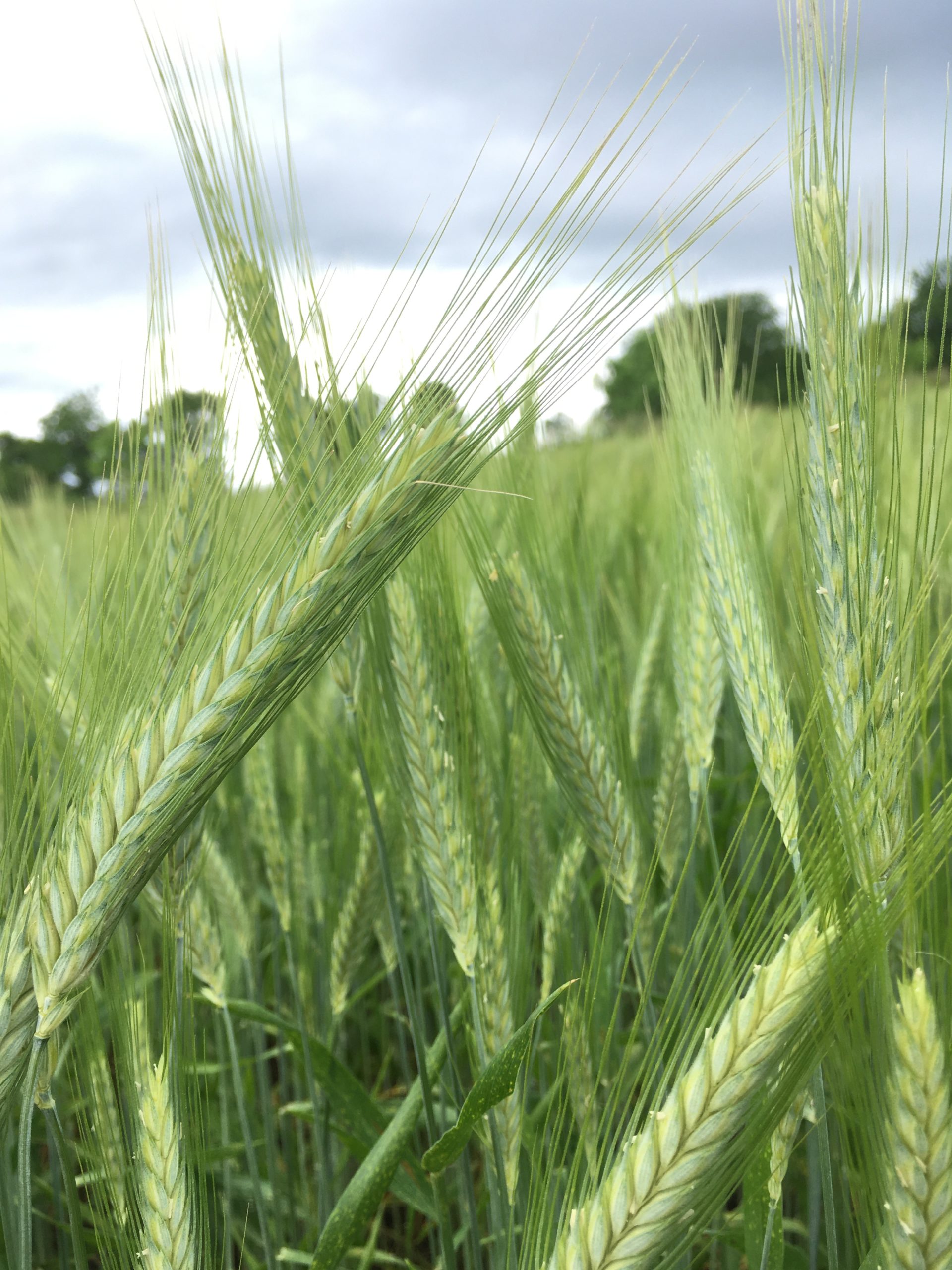 Triticale - Albert Lea Seed