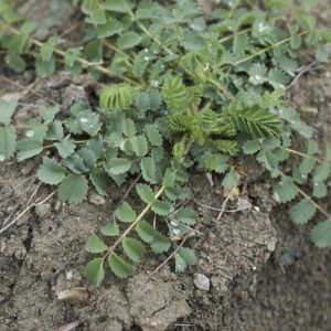 Small Burnet Seed for Deer Food Plots | Albert Lea Seed