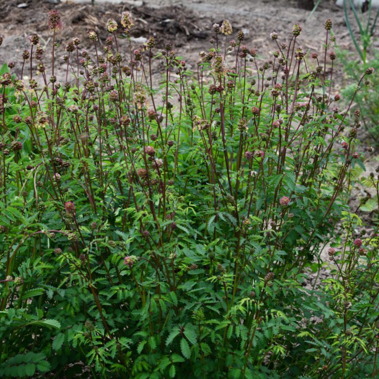 Small Burnet Seed for Deer Food Plots | Albert Lea Seed