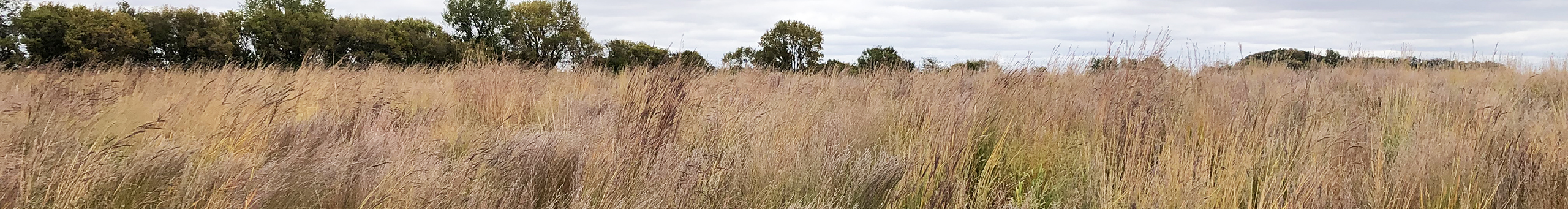 NRCS CRP Mixtures - Albert Lea Seed