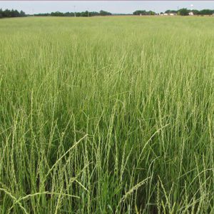 Kernza Perennial Grain Seed | Albert Lea Seed