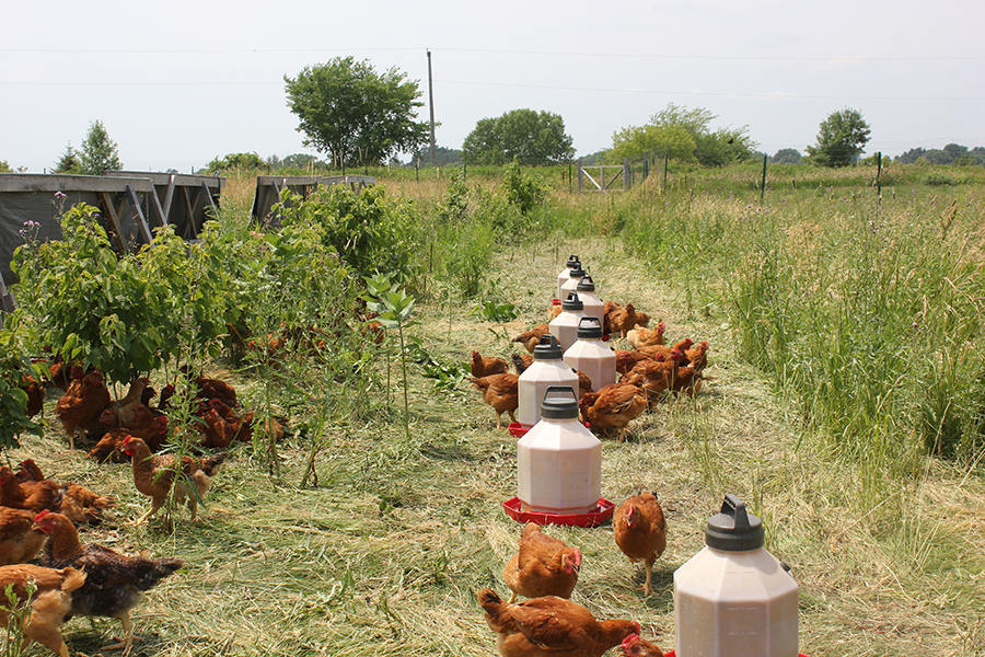 Tree-Range Farm: Regenerative Agriculture Venture