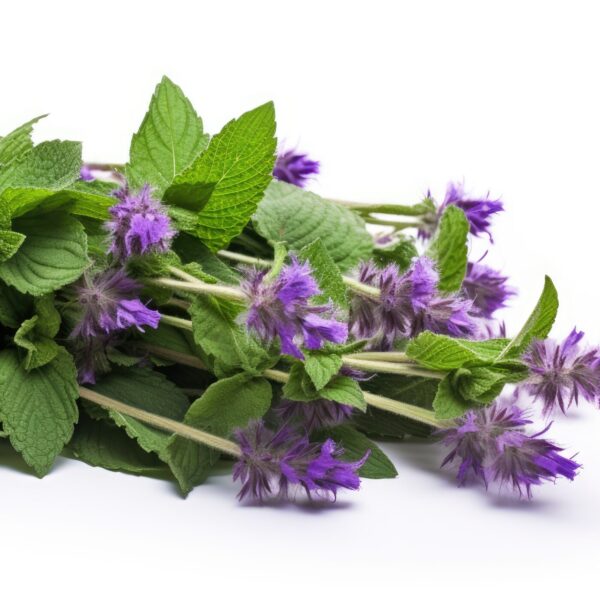 Organic Catnip - Albert Lea Seed