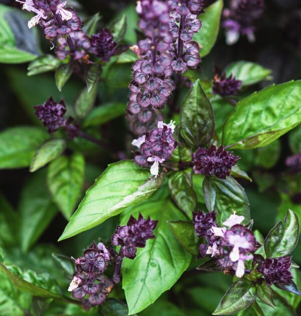 Organic Cinnamon Basil - Albert Lea Seed
