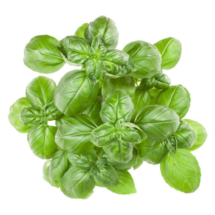 Italian Basil - Albert Lea Seed