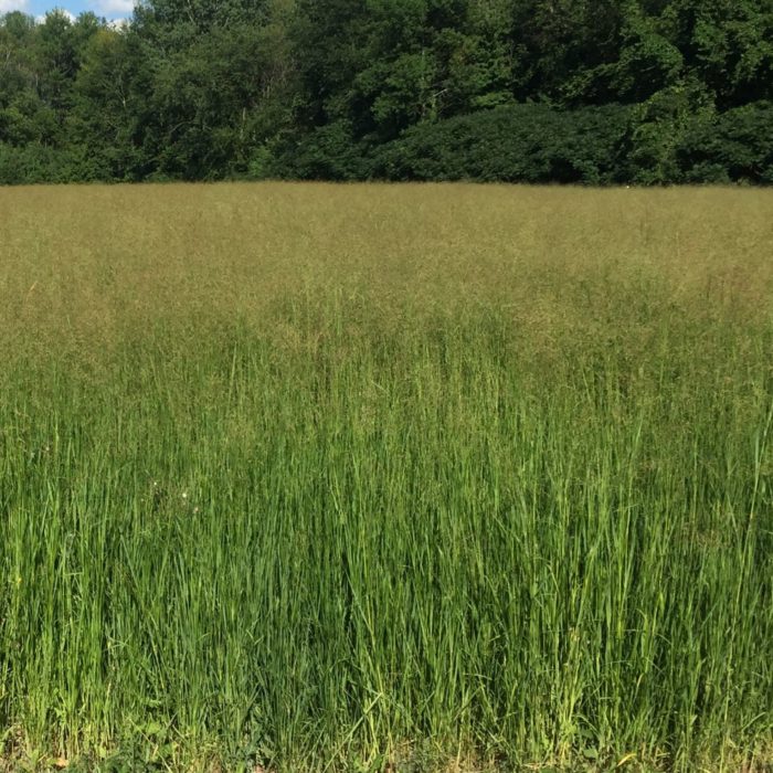 RC Tecumseh Switchgrass | Albert Lea Seed