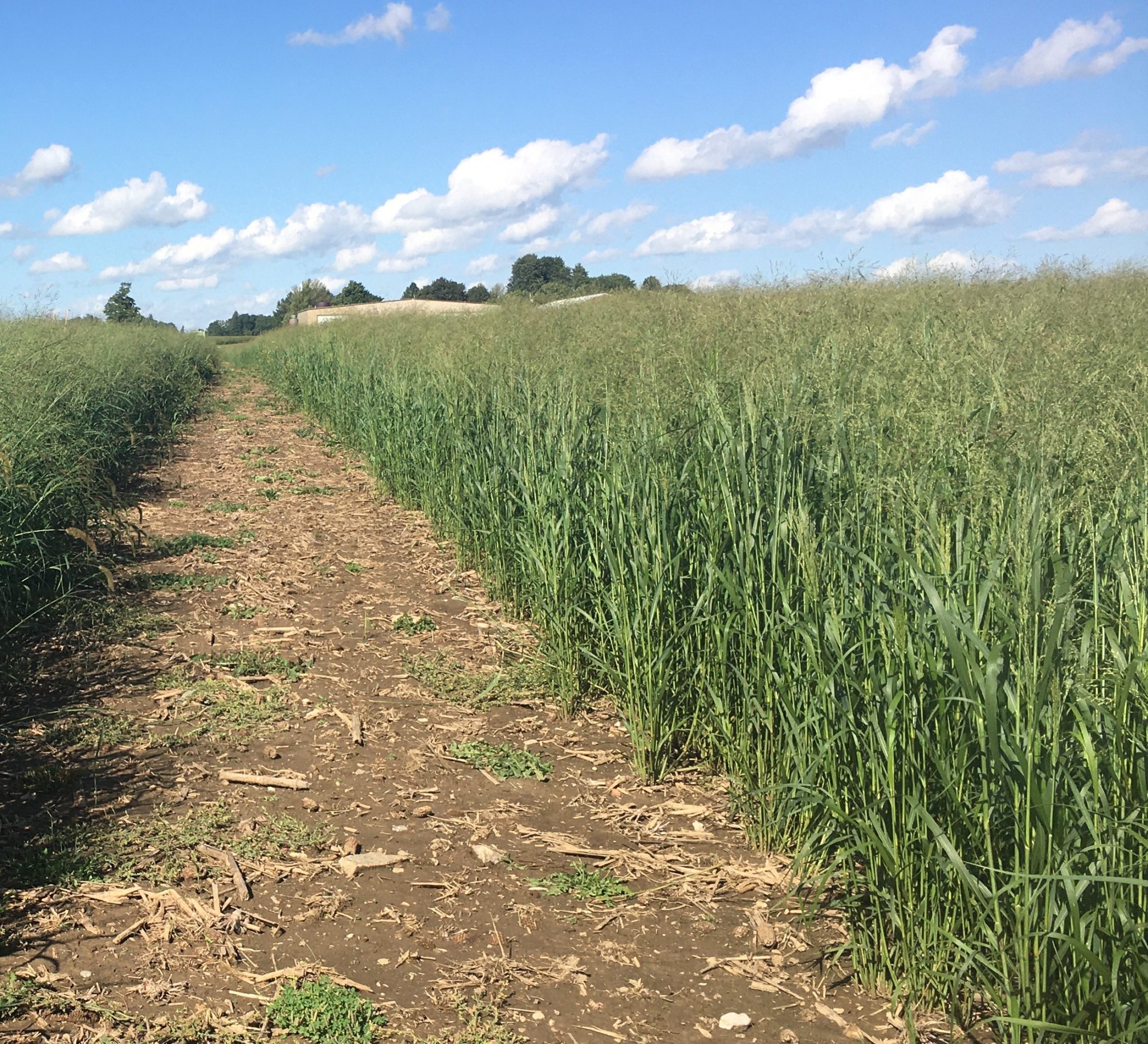 RC Tecumseh Switchgrass | Albert Lea Seed